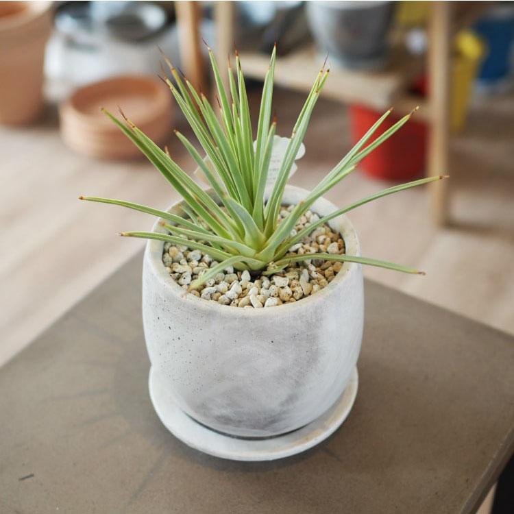 植木鉢・おしゃれ・テラコッタ セメントラウンドポット MM059-125 4号(12.5cm) 受け皿付き : 観葉植物の専門店 鉢人GREEN - 通販 - Yahoo!ショッピング