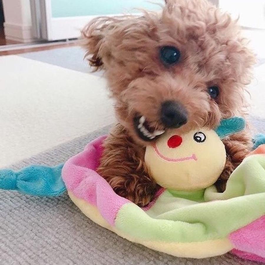 PLATZ(ペット) ぬいぐるみ いも虫 おもちゃ やわらかい PLATZ(ペット) ぬいぐるみ いも虫 おもちゃ やわらかい