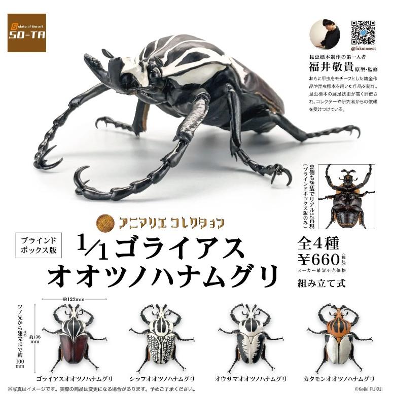 SO-TA 1/1 ゴライアスオオツノハナムグリ 1BOX 4個入/ : ブーストギア ヤフー店 - 通販 - Yahoo!ショッピング