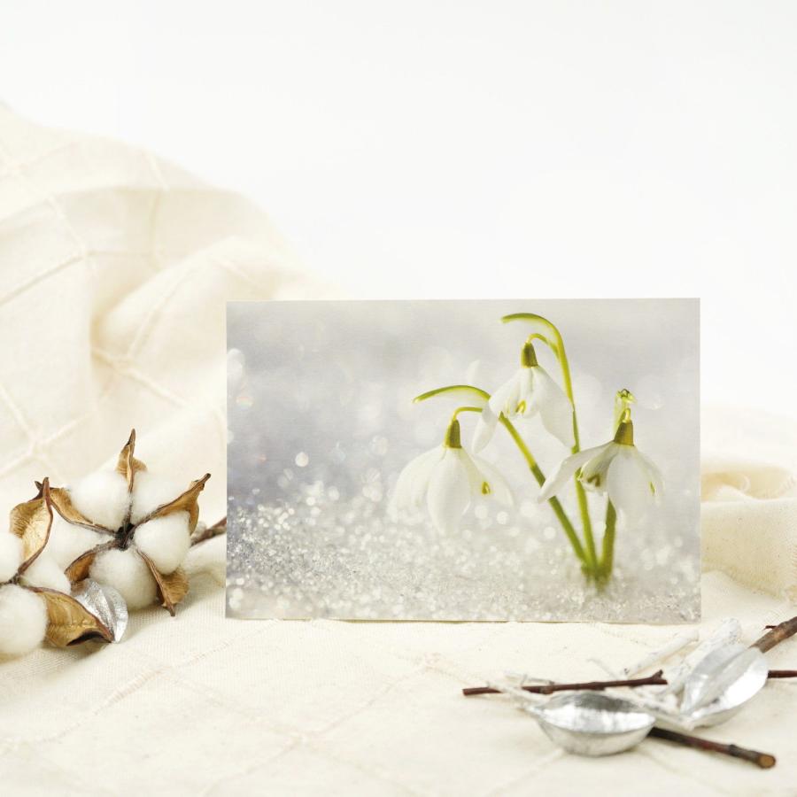 ポストカード スノードロップ｜pcr-117 : フロンティアYahoo!ショップ - 通販 - Yahoo!ショッピング