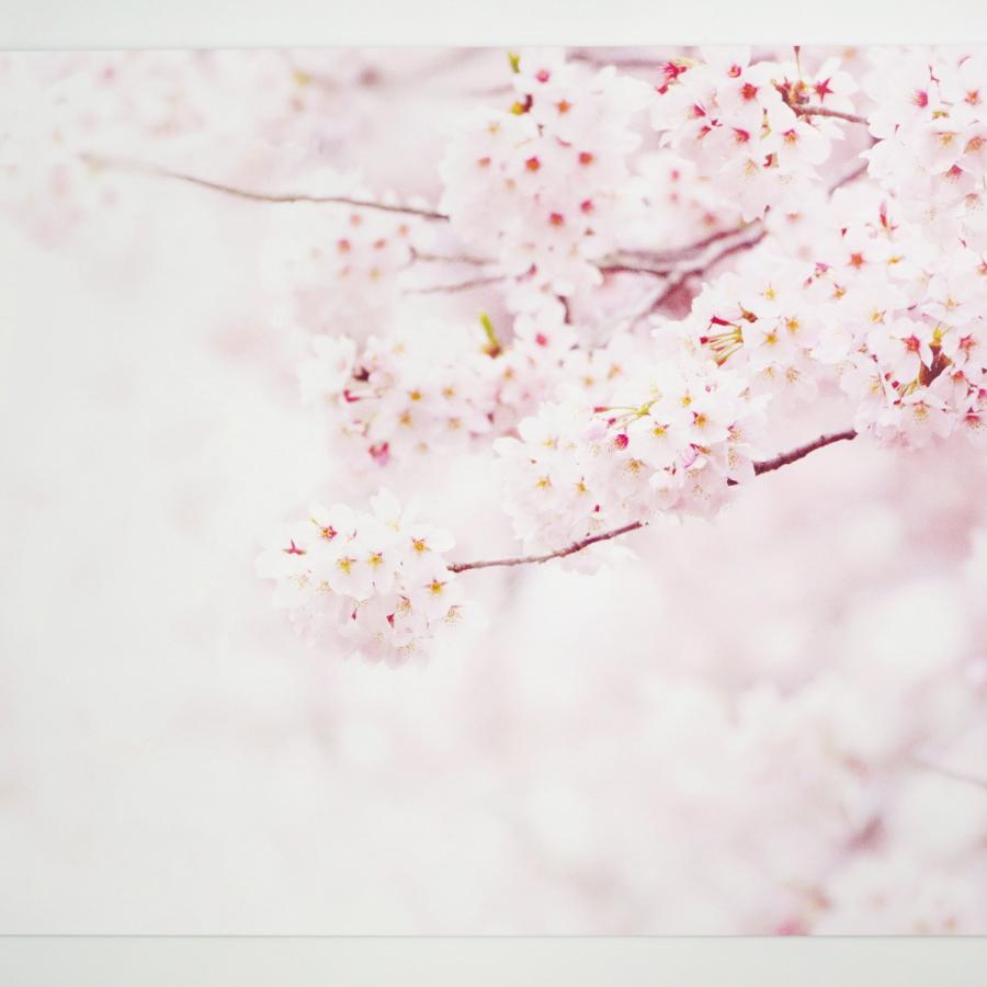 ポストカード さくら｜pcr-129 : フロンティアYahoo!ショップ - 通販 - Yahoo!ショッピング