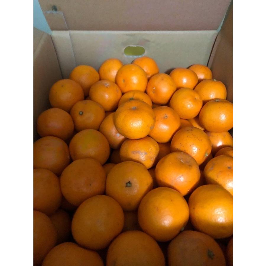 はるみ 和歌山産 秀品 2s~3s 約5kg : 果物専門店 フルーツ千里 - 通販 - Yahoo!ショッピング