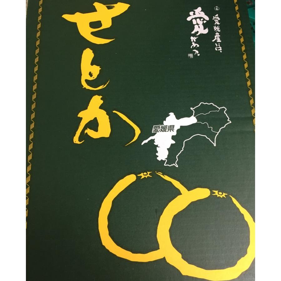 せとか 愛媛産 特選 2Lまたは3L 10〜12玉 約3kg 化粧箱入り : 果物専門店 フルーツ千里 - 通販 - Yahoo!ショッピング