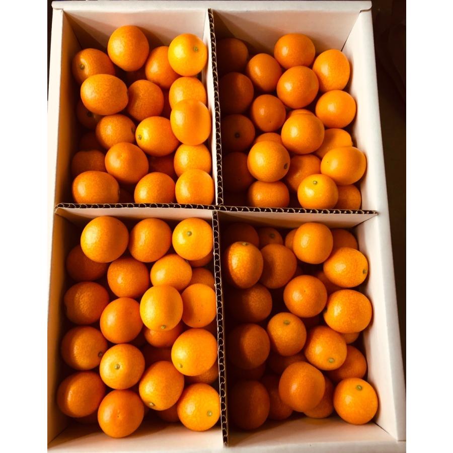 きんかん たまたま エクセレント 宮崎産 2L~3Lサイズ 約3kg : 果物専門店 フルーツ千里 - 通販 - Yahoo!ショッピング