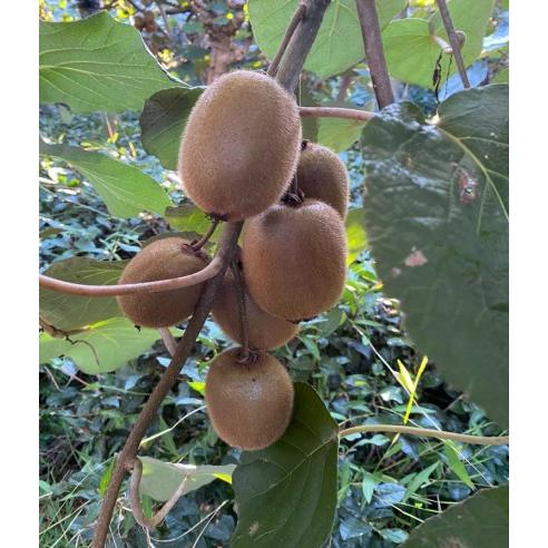 オーガニック・ドライキウイ 有機キウイ30g×10P（有機キウイ30g×10P） キウイフルーツ JAS有機 砂糖不使用 輪切り 送料無料 : 横浜ポット - 通販 - Yahoo!ショッピング