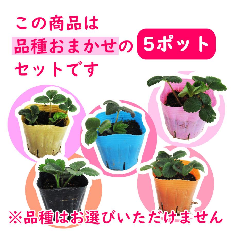 おまかせ イチゴ 苗 5ポット 9cmポット苗 : 富士園芸Yahoo!ショッピング店 - 通販 - Yahoo!ショッピング