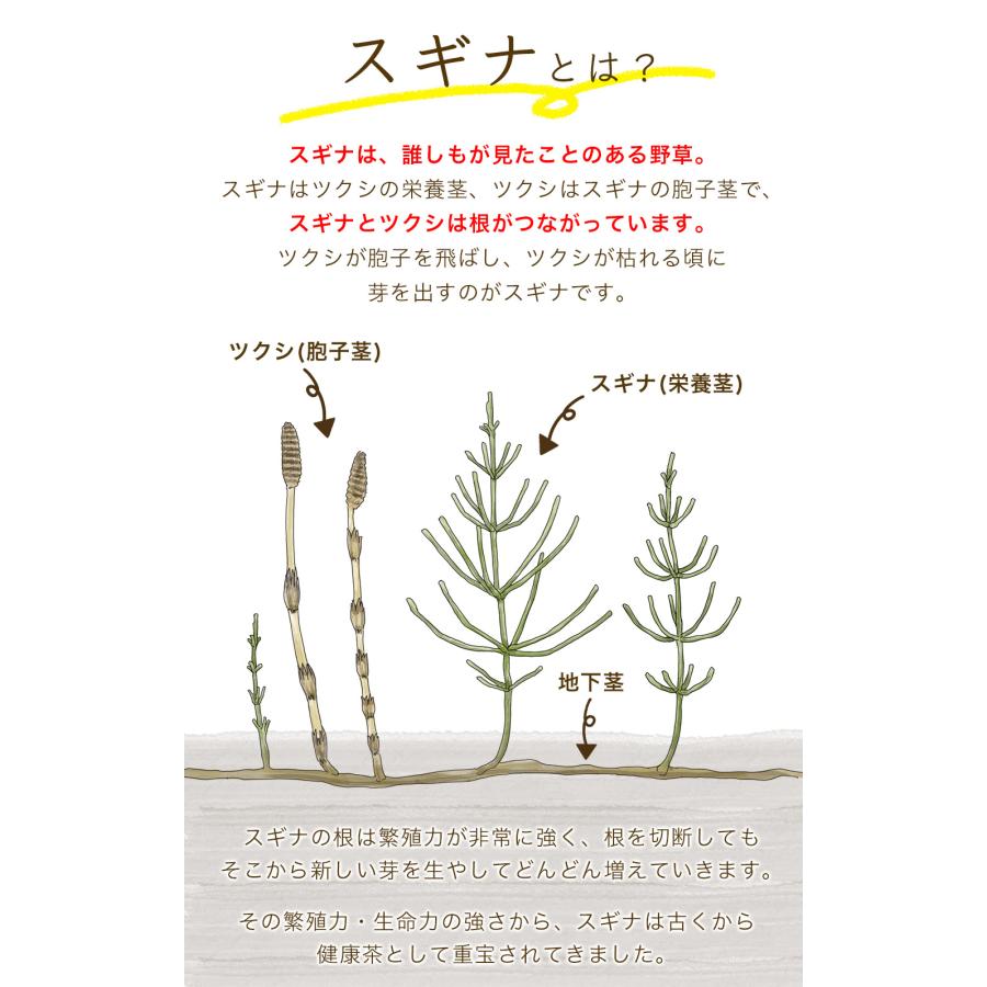ふくちゃ すぎな茶 スギナ茶 国産 2g × 30包 60g ノンカフェイン 杉菜茶 すぎ菜茶 ミネラルの宝庫 天然 野草 健康茶 お茶 ティーバッグ : 健康茶通販ふくちゃ - 通販 ...