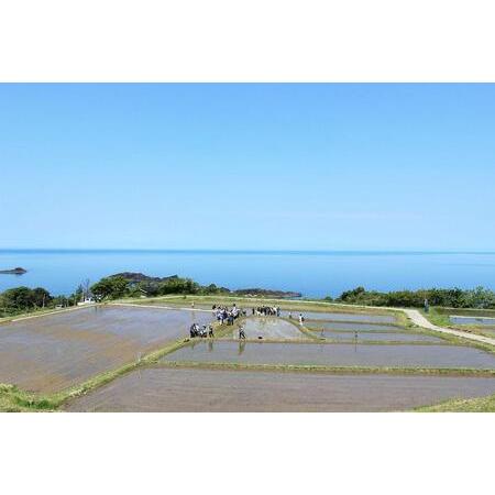 ふるさと納税 「佐渡の車田植」（国指定 重要無形民俗文化財） 北村家のコシヒカリ3kg （稲穂付き） 新潟県佐渡市 : 1003930 ...