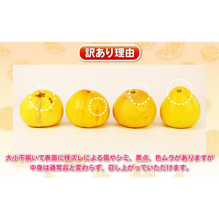 ふるさと納税 文旦 訳あり 土佐文旦 8kg 杉本屋 みかん フルーツ B010-143010 愛媛県宇和島市 : ふるなび(ふるさと納税 ...