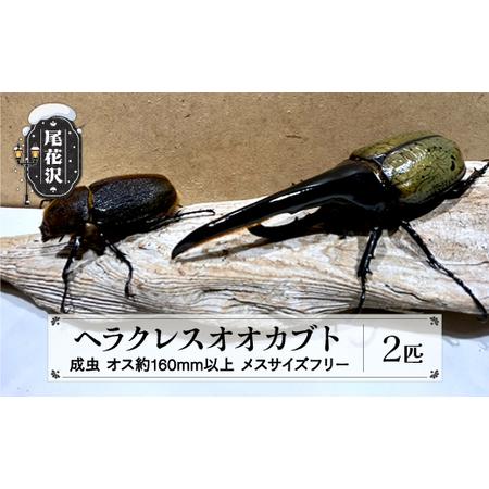 ふるさと納税 ヘラクレス 尾花沢市産 昆虫の王様 ヘラクレスオオカブト カブトムシ オス メス 成虫 2匹 約160mm (山形県産 カブト ...