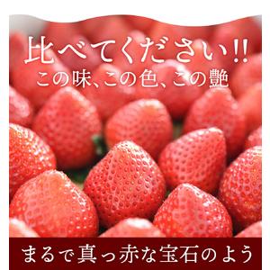 ふるさと納税 【先行予約】甘く熟した完熟いちご！朝採れとちあいか たっぷり2,000g 真岡市 栃木県 送料無料 栃木県真岡市 ...