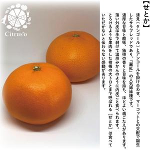 ふるさと納税 みかん【先行予約・2025年2月上旬から発送】せとか 優品以上 約2.5kg M~2L玉 高級柑橘 みかん 柑橘 みかん フルーツ みかん ミカン.. 愛媛県松山市 ...