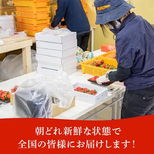 ふるさと納税 【事前予約】いちご あまりん 560g (280g×2P) 苺 イチゴ ストロベリー 産地直送 ご当地 果物 くだもの フルーツ デザート 食.. 埼玉県羽生市 : ふるなび ...