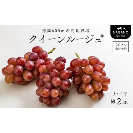ふるさと納税 TK08-25A ぶどう クイーンルージュR 約2kg／2025年9月下旬頃〜配送予定 // 稀少 新品種 長野県 南信州 高糖度 葡萄 クインル.. 長野県松川町 : ふるなび ...