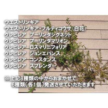 ふるさと納税 BS176_OGプランツセット 花 苗 植物 家庭菜園 花壇 プランター ガーデニング 佐賀県みやき町 : 1268531 ...