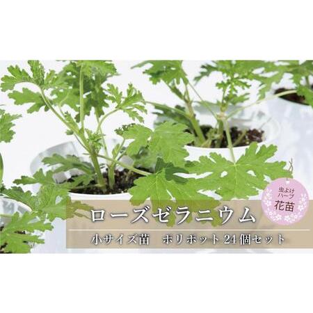 ふるさと納税 虫よけ効果 ローズゼラニウム 小サイズ苗 24個セット (ポリポット) 福岡県大川市 : ふるなび(ふるさと納税) - 通販 ...