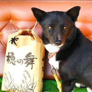 ふるさと納税 コシヒカリ玄米10kg 【令和6年産】新米 コシヒカリ こしひかり ごはん お米 米 玄米 令和6年 181003 広島県三原市 ...