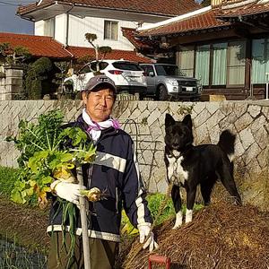 ふるさと納税 コシヒカリ玄米10kg 【令和6年産】新米 コシヒカリ こしひかり ごはん お米 米 玄米 令和6年 181003 広島県三原市 ...