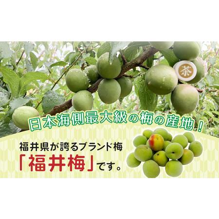 ふるさと納税 【先行予約】【福井特産】 福井梅（新平太夫）青梅 3kg（L〜2L サイズ）【2025年6月以降順次発送】 梅 福井梅 生梅 青梅 完熟梅 梅.. 福井県美浜町 : ふるなび ...