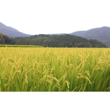 ふるさと納税 1093.【定期便全3回】【令和7年産新米】【食味鑑定士厳選】 鳥取県産 コシヒカリ15kg (5kg×3袋) 合計 45kg 鳥取県北栄町 : ふるなび(ふるさと納税 ...