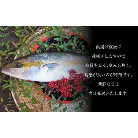 ふるさと納税 丸ごと1本！ 長崎近海 活き〆 天然寒ヒラス （ヒラマサ） 4kg台 （4.2?4.8kg目安） 【2025年9月下旬〜2026 ...