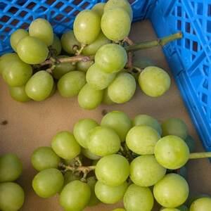 ふるさと納税 【2026年先行受付】訳あり!生産者直送シャインマスカット 計1kg【味には妥協なし!】【配送不可地域：離島】【1681114 ...