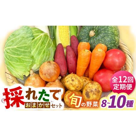 ふるさと納税 【全12回定期便】採れたてお野菜おまかせセット（8?10種）/ 野菜 やさい 野菜セット 野菜詰め合わせ 詰め合わせ セット ...