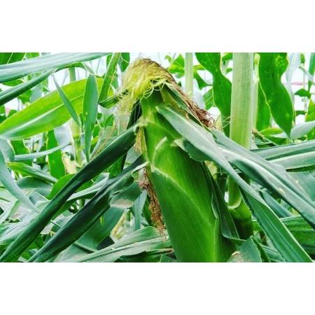 ふるさと納税 BF112 10月下旬から出荷！「幻の朝どれホワイトコーン！」Mサイズ以上×18本以上【全国的にも珍しい秋季出荷】 長崎県島原市 ...