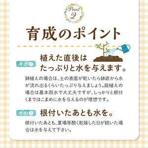 ふるさと納税 チーム田主丸『我が家の果樹園』シリーズ 【レモンの苗木】_Hf017 福岡県久留米市 :442802:ふるなび(ふるさと納税) - 通販 - Yahoo!ショッピング