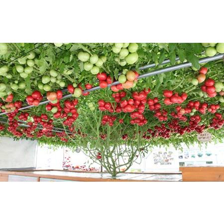 ふるさと納税 えこりん村 大きなトマトの木のとまとジュース190g×20本【190002】 北海道恵庭市 : ふるなび(ふるさと納税) - 通販 - Yahoo!ショッピング