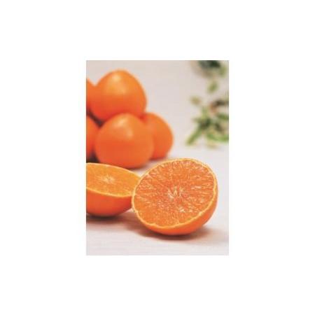 ふるさと納税 紅まどんな 約2.7kg 青秀 L ~ 3Lサイズ（ 10 〜15玉 ） ( 愛媛県産 みかん 柑橘 みかん フルーツ みかん 果物 みかん 愛果28号 み.. 愛媛県松山市 ...