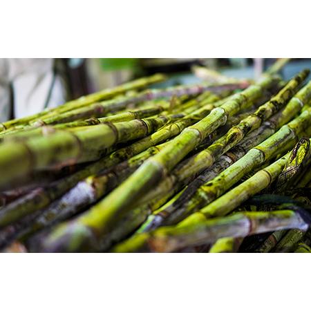 ふるさと納税 【鹿児島県産黒糖使用】国産クラフトラム ACOU RUM WHITE 500ml(大山甚七商店/010-509) ESSE ...