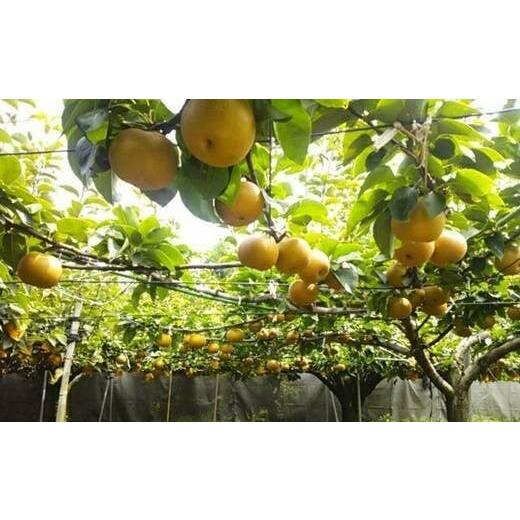 ふるさと納税 梨 千葉県 市川市 市川のブランド梨「幸水」大玉 12203-0038 : ふるさとチョイス - 通販 - Yahoo!ショッピング