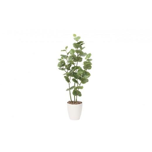 ふるさと納税 花・苗木 静岡県 浜松市 光の楽園 シーグレープ1.2 配送不可：北海道・沖縄・離島 No.5786-2611 : ふるさとチョイス - 通販 - Yahoo!ショッピング