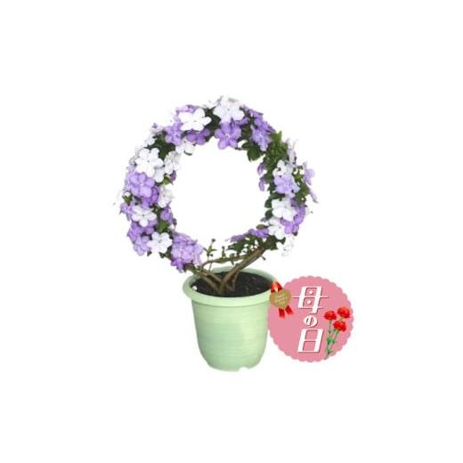 ふるさと納税 雑貨・日用品 花 静岡県 藤枝市 オンライン決済限定 先行予約 母の日 アメリカ ジャスミン 鉢植え リング 仕立て 5号 ...