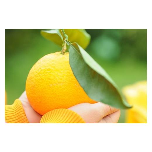 ふるさと納税 和歌山県 海南市 清見オレンジ7.5kg(M・L・2L・3Lサイズおまかせ)《赤秀》和歌山県より農園直送！まごころ産直みかん【北海道・沖縄県・一部離… :4809087:ふるさと ...