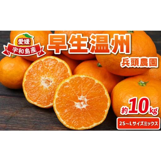 ふるさと納税 愛媛みかん 早生温州 10kg 2S~L サイズ ミックス 兵頭農園 みかん mikan 愛媛ミカン 愛媛蜜柑 早生 温州 温州みかん 精品 規格外混合 不揃い 果 ...