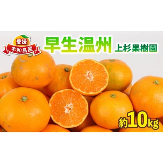 ふるさと納税 愛媛みかん 早生 温州 10kg S~2L サイズ ミックス 家庭用 上杉果樹園 先行予約 温州蜜柑 温州みかん mikan 愛媛ミカン 愛媛蜜柑 みかん ビタミ ...