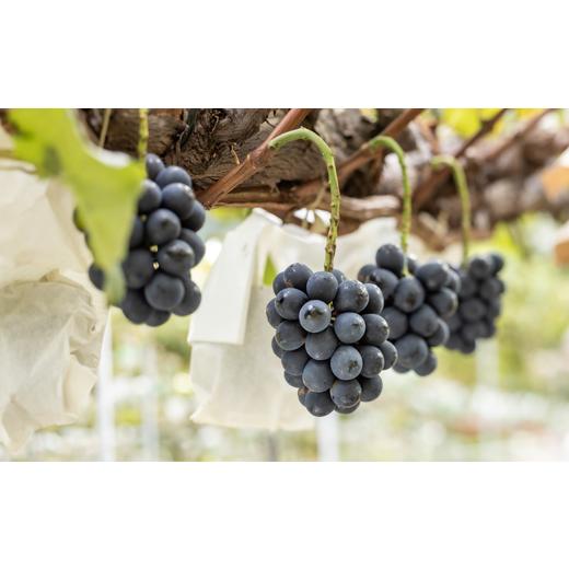 ふるさと納税 ぶどう マスカット 長野県 松川町 TK05-25A プレミアムスリー（クイーンルージュ?／シャインマスカット／ナガノパープル）約1.5kg／2025… : ふるさとチョイス ...