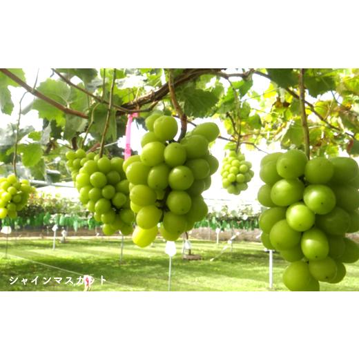 ふるさと納税 ぶどう マスカット 長野県 松川町 TK05-25A プレミアムスリー（クイーンルージュ?／シャインマスカット／ナガノパープル）約1.5kg／2025… : ふるさとチョイス ...