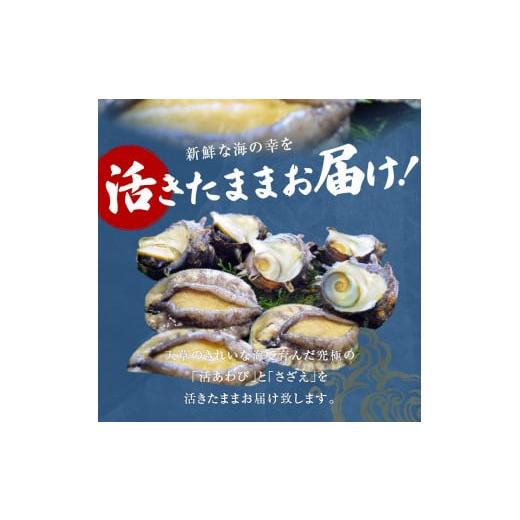 ふるさと納税 熊本県 天草市 S002-017_天草産 活あわび・さざえ 浜焼きセット 約2〜3人前 :5135287:ふるさとチョイス - 通販 - Yahoo!ショッピング