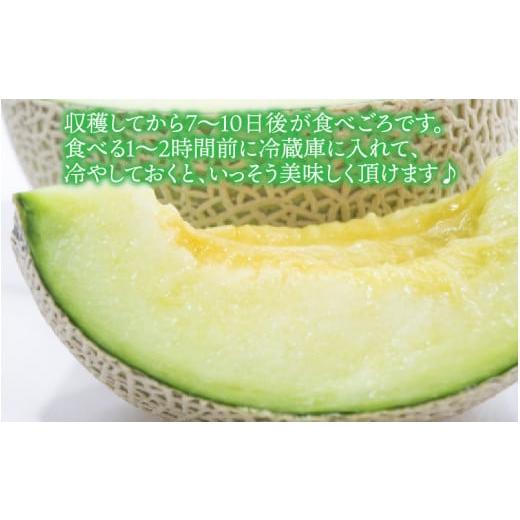 ふるさと納税 メロン メロン青肉 福井県 坂井市 先行予約 本原農園のアールスメロン 2玉 1玉 約1.8kg前後 2025年9月上旬以降順次発送予定 A-8927 : 5136822 ...