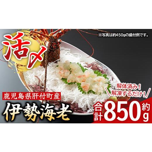 ふるさと納税 エビ 伊勢エビ 鹿児島県 肝付町 C47002 活き〆冷凍 肝付町内之浦産伊勢海老(えっがね)の刺身(約850g) 鹿児島 国産 ...