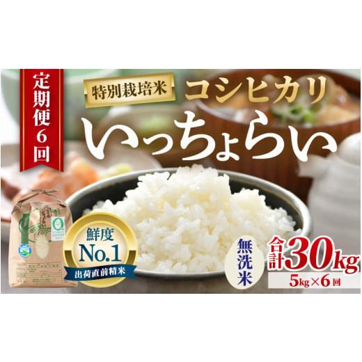 ふるさと納税 米 コシヒカリ 福井県 あわら市 先行予約 令和7年産・新米 一等米 《定期便6回》特別栽培米 いっちょらい 無洗米 5kg × ...