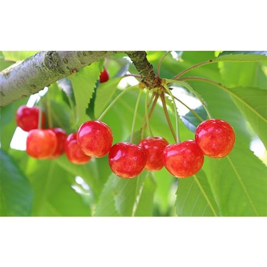 ふるさと納税 果物類 さくらんぼ 山形県 村山市 先行予約 紅秀峰 秀2Lサイズ 700g (350gx2) バラ詰め化粧箱 2026年産 令和8年産 山形県産 ns-bss2b ...