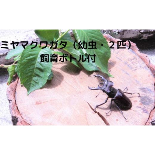 ふるさと納税 京都府 南山城村 【配送期間は2025年1月下旬〜4月上旬に随時配送】ミヤマクワガタ（幼虫・2匹）飼育ボトル付 [No.5299-0102] :5532994:ふるさとチョイス ...