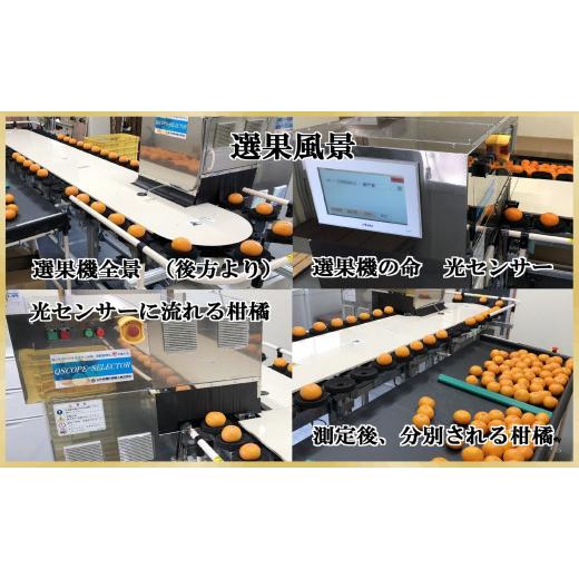 ふるさと納税 愛媛県 八幡浜市 C39-43.極撰 柑橘 “ 雅 ” 光センサー 合格品・プルプル食感「 マドンナ 」 2キロ :5551680:ふるさとチョイス - 通販 - Yahoo ...