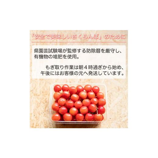 ふるさと納税 果物類 さくらんぼ 山形県 鶴岡市 令和8年産先行予約 紅秀峰 500g（2Lサイズ以上） マルイチ農園 : ふるさとチョイス - 通販 - Yahoo!ショッピング