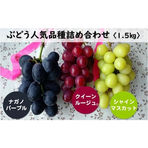 ふるさと納税 長野県 松川町 TK05-24A 【先行予約】ぶどうプレミアムスリー（ナガノパープル／クイーンルージュ?／シャインマスカット）約1.5kg 種なし 詰め合… :5667134 ...