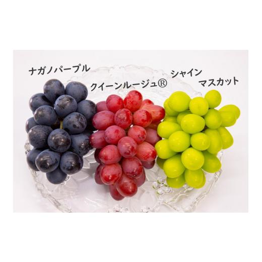 ふるさと納税 長野県 松川町 TK05-24A 【先行予約】ぶどうプレミアムスリー（ナガノパープル／クイーンルージュ?／シャインマスカット）約1.5kg 種なし 詰め合… :5667134 ...